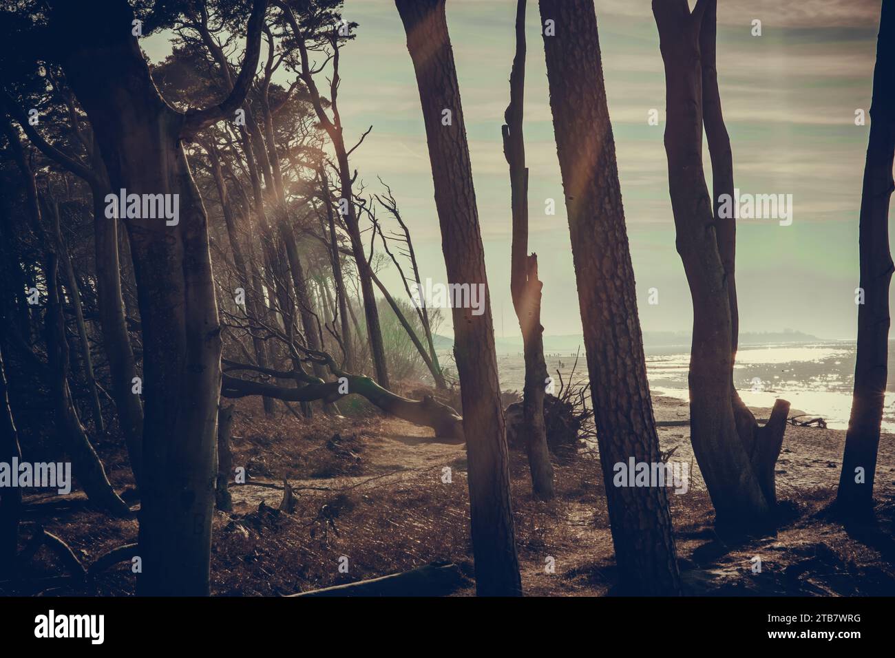 The wild pines of Weststrand Ahrenshoop in Prerow, Germany creating a ...