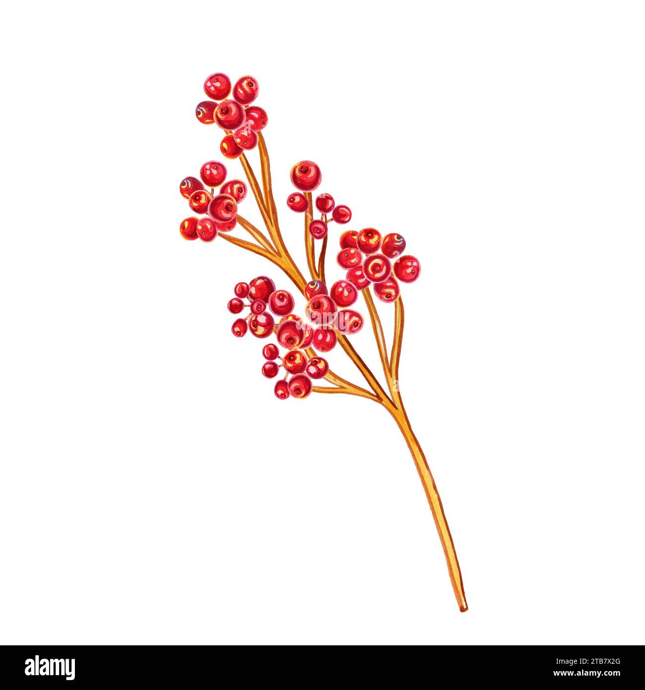 Red winter berries on a branch watercolor Christmas illustration ...