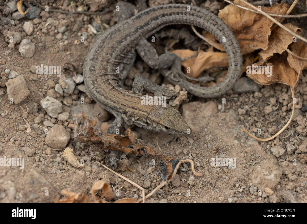 Reptile animal canary islands hi-res stock photography and images - Alamy
