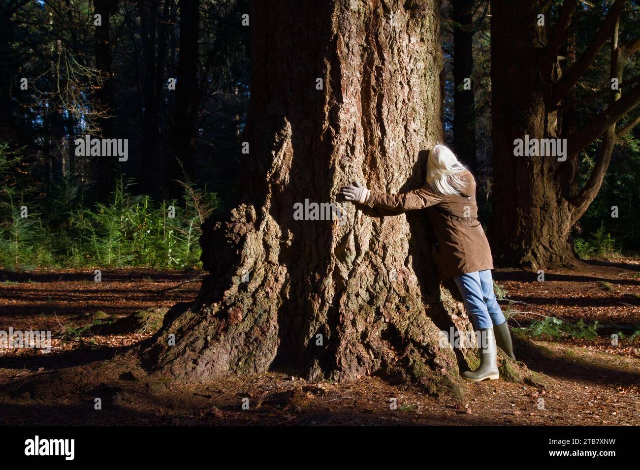Woman Connecting With Nature By Hugging, Cuddling A Large Cedar Tree In ...