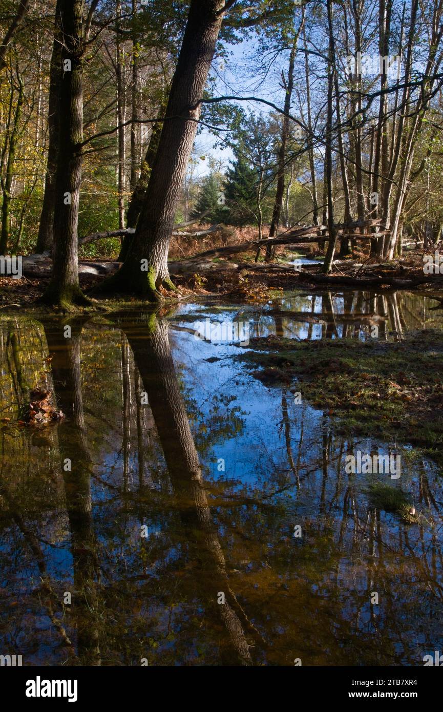 Flooded, Waterlogged, Saturated Ground In The New Forest After Heavy ...