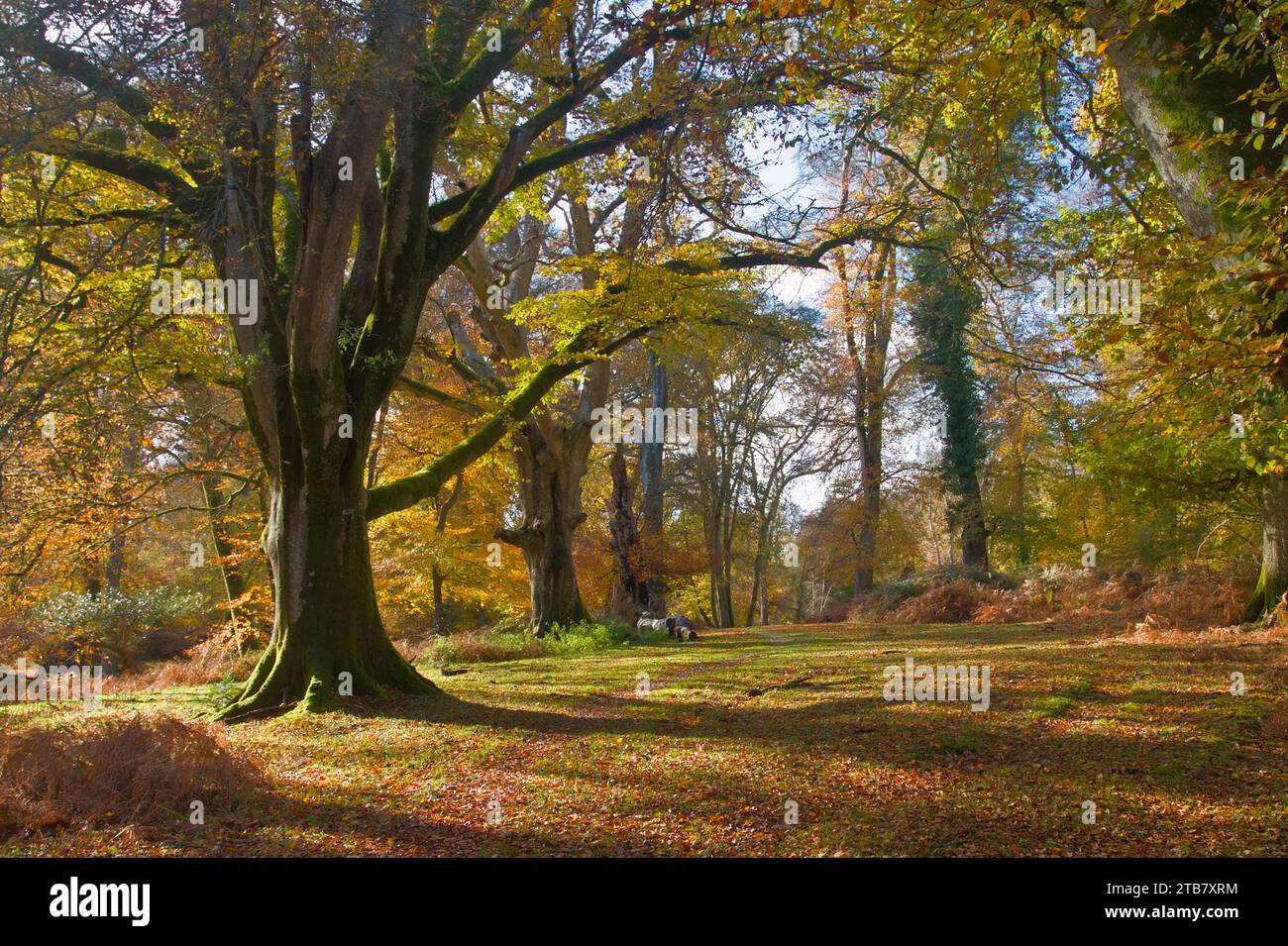 Common Beech Trees, Fagus sylvatica, Queen Of The Forest In Autumn With ...