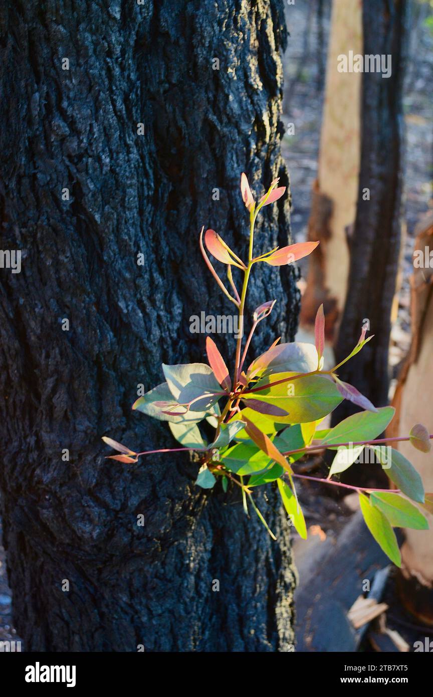 Regeneration takes place on a badly burned eucalyptus tree in the Blue ...