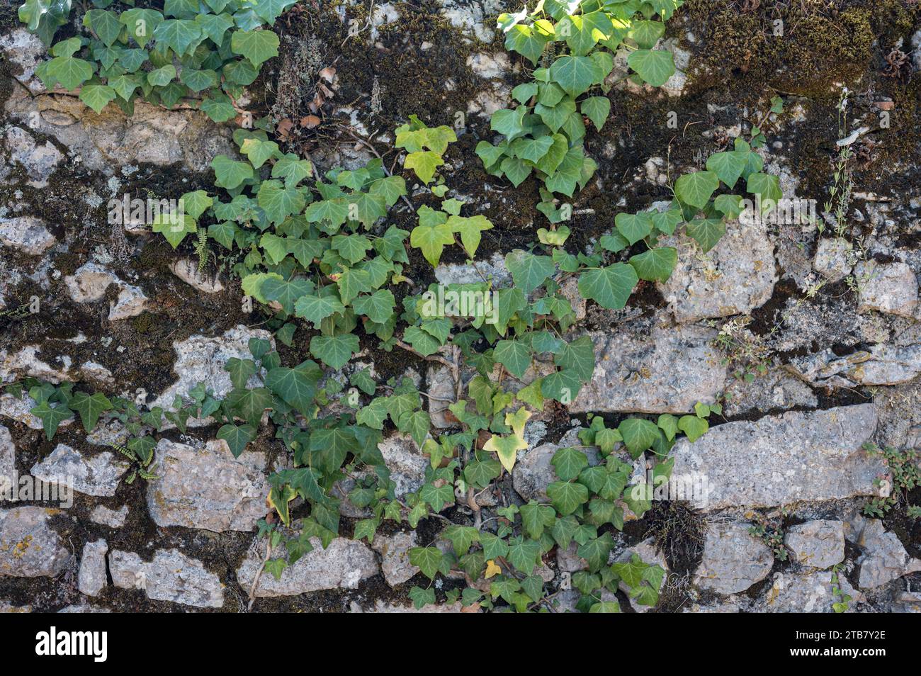 Detail and texture of an ivy type climbing plant on an old stone wall ...