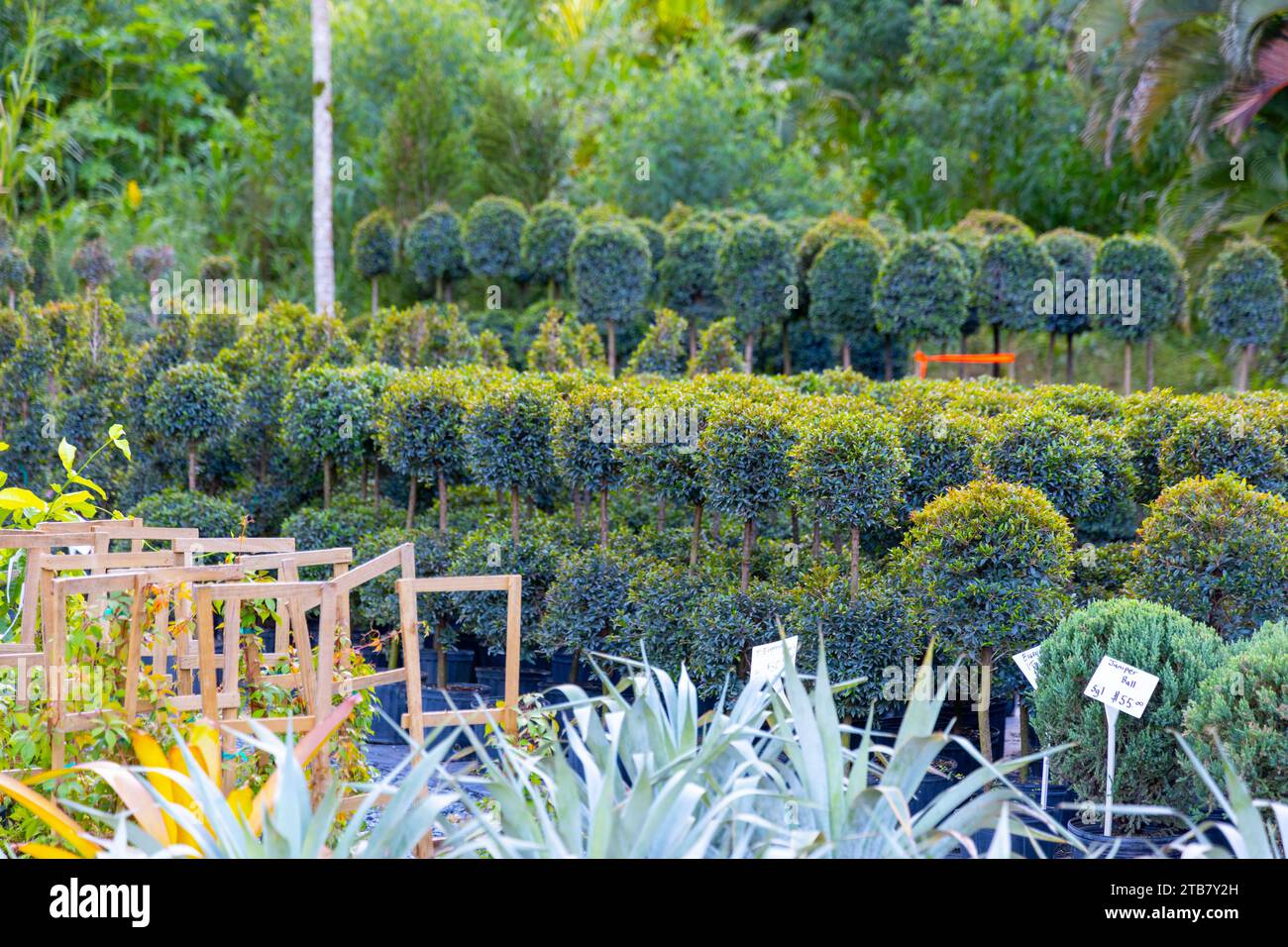 A scenic view of green potted plants outdoors in a garden Stock Photo ...