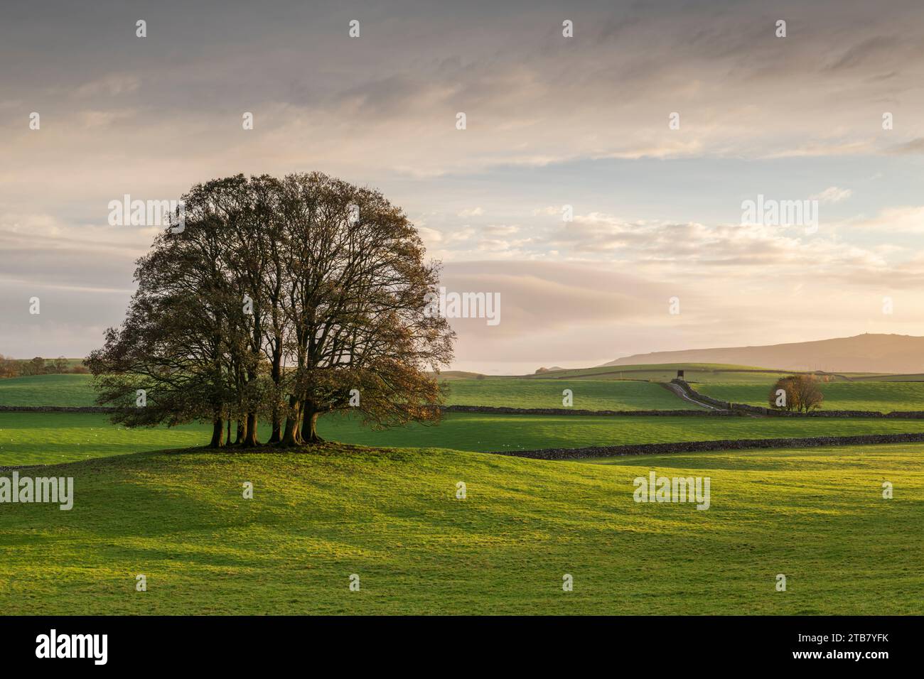 Copse of trees in a green field, Airton, Yorkshire Dales National Park ...