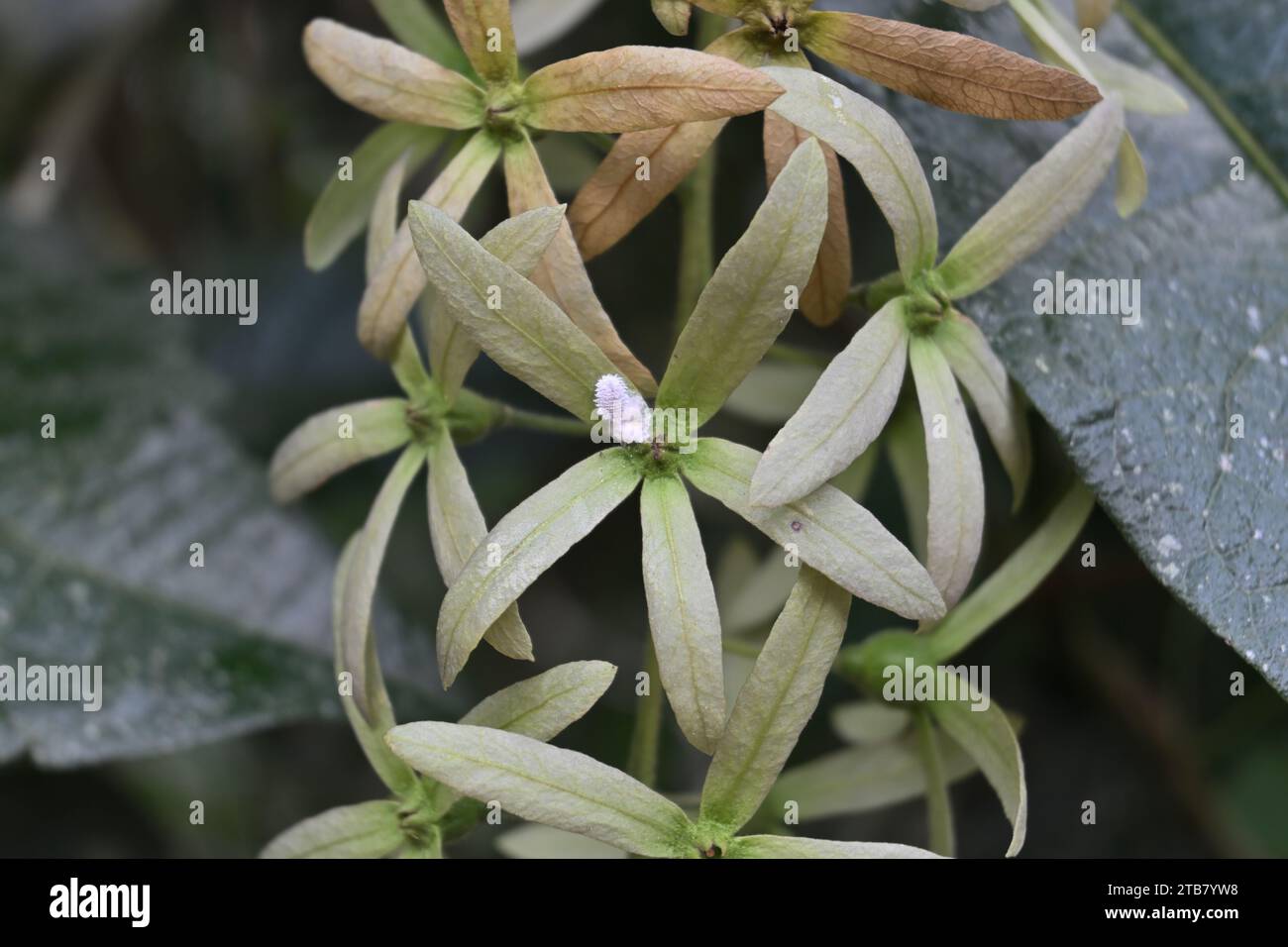 Close up view of an old green color flower of a sandpaper vine (Petrea ...