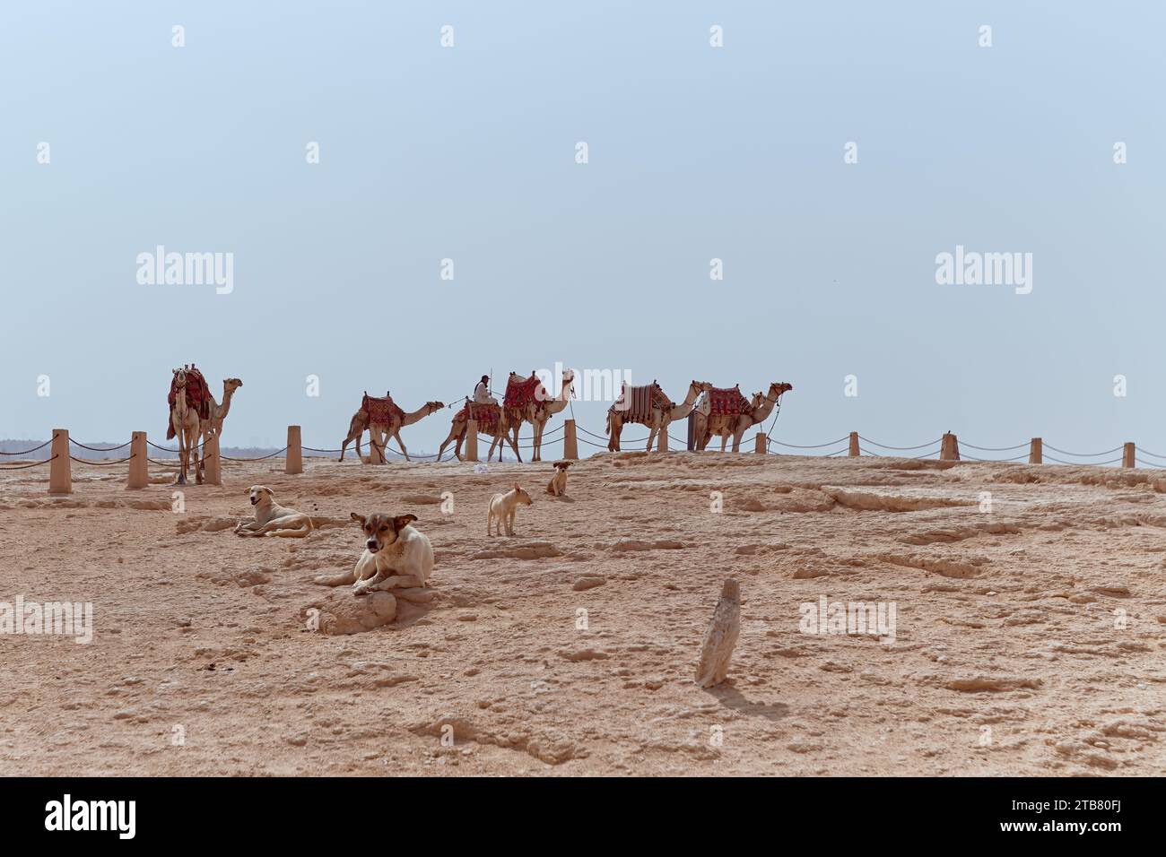 Group stray dogs hi-res stock photography and images - Alamy