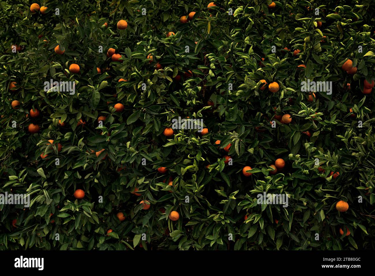 A picturesque grove of orange trees with lush branches full of ripe ...