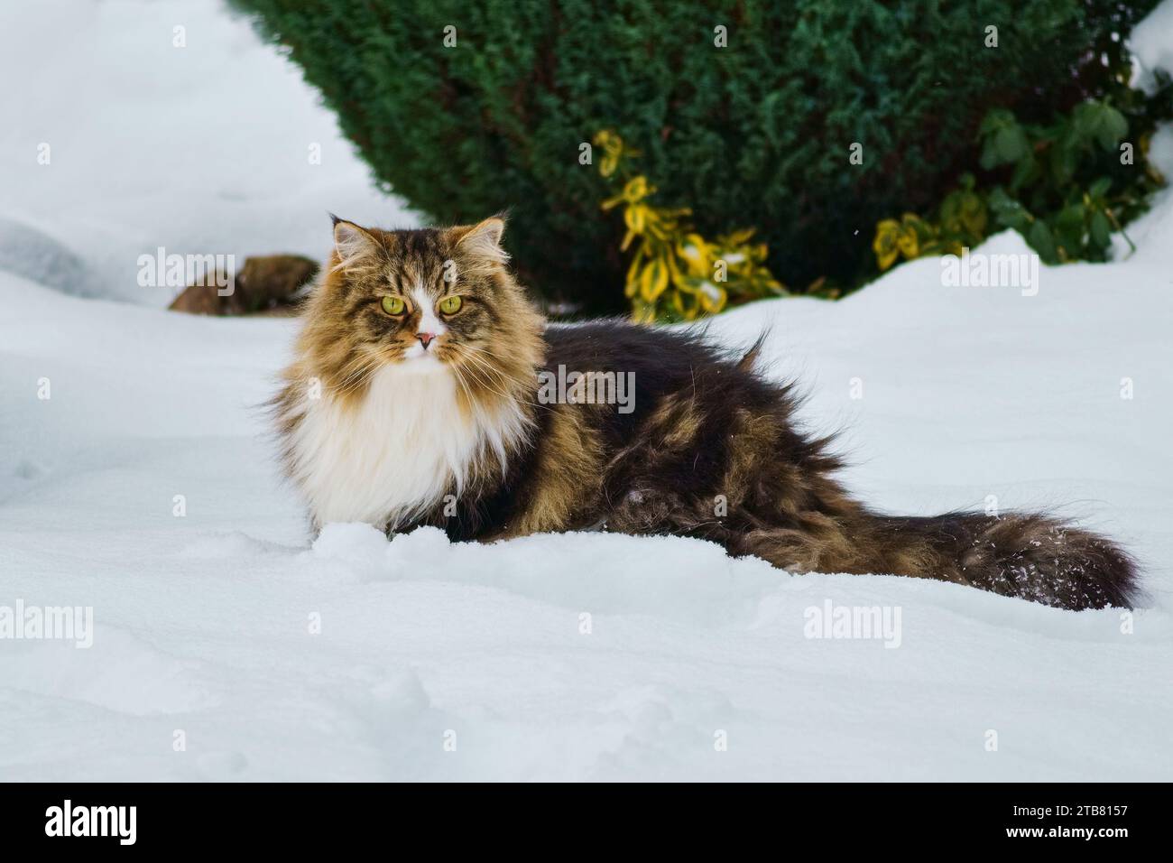Alvin - Big Siberian cat with long hair on the snow Stock Photo - Alamy