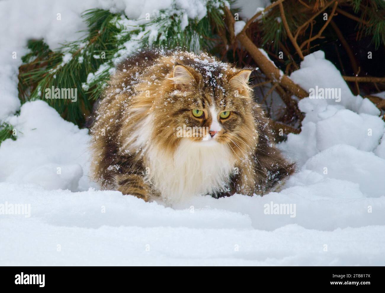 Alvin - Big Siberian cat with long hair on the snow Stock Photo - Alamy