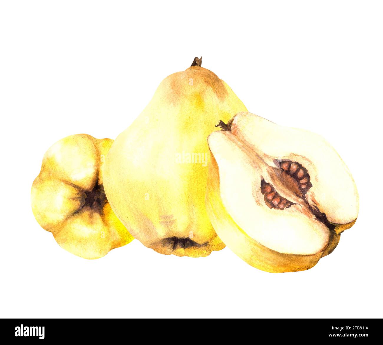 Hand painted watercolor arrangement. Yellow ripe juicy quince whole and ...