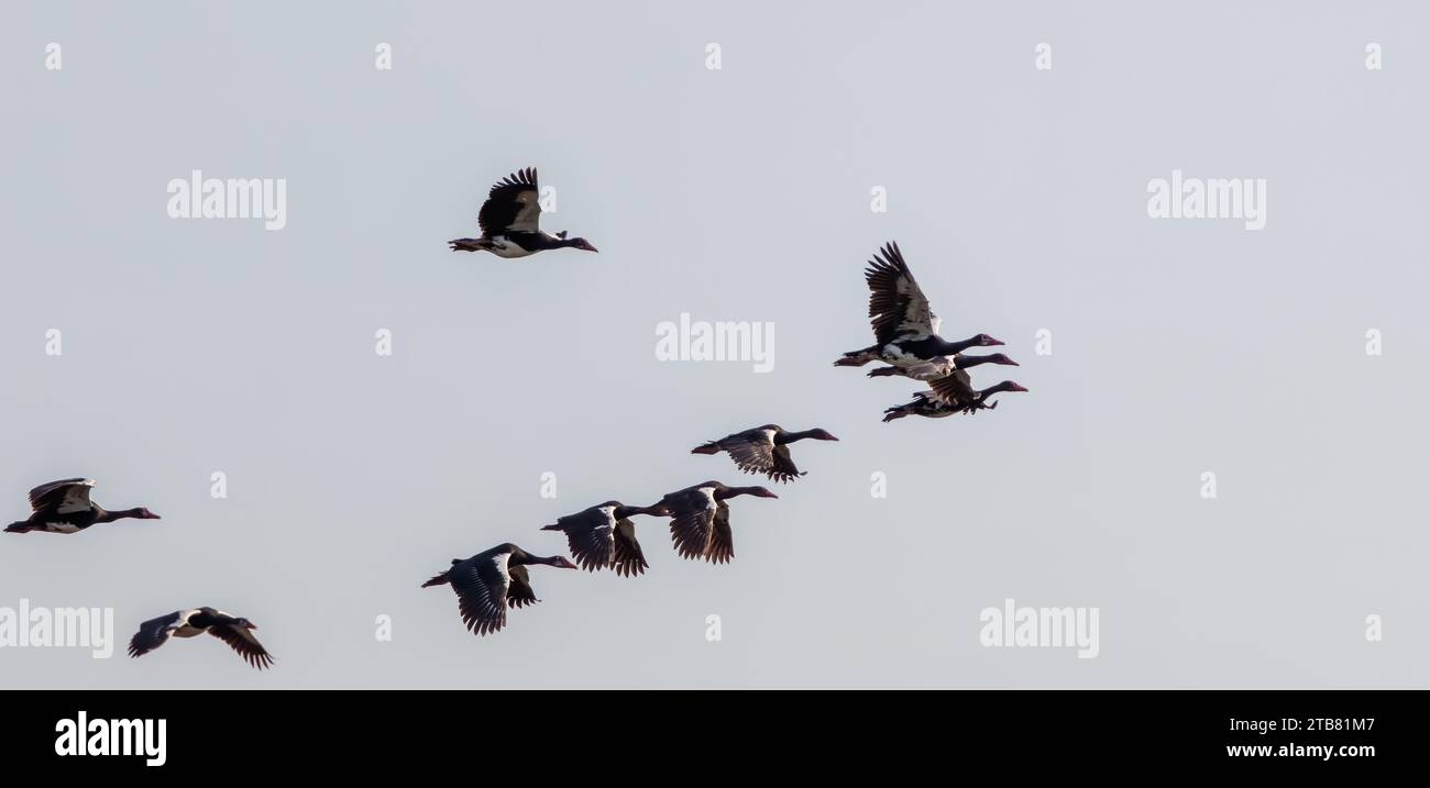 A large flock of spurwing geese soaring through a cloudy, gray sky ...