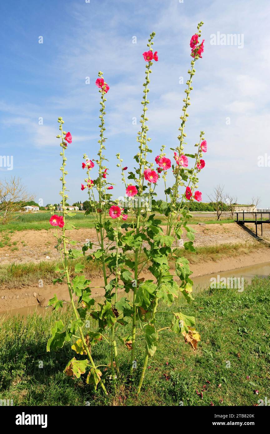 Common hollyhock (Alcea rosea) is a biennial herb native to China but ...