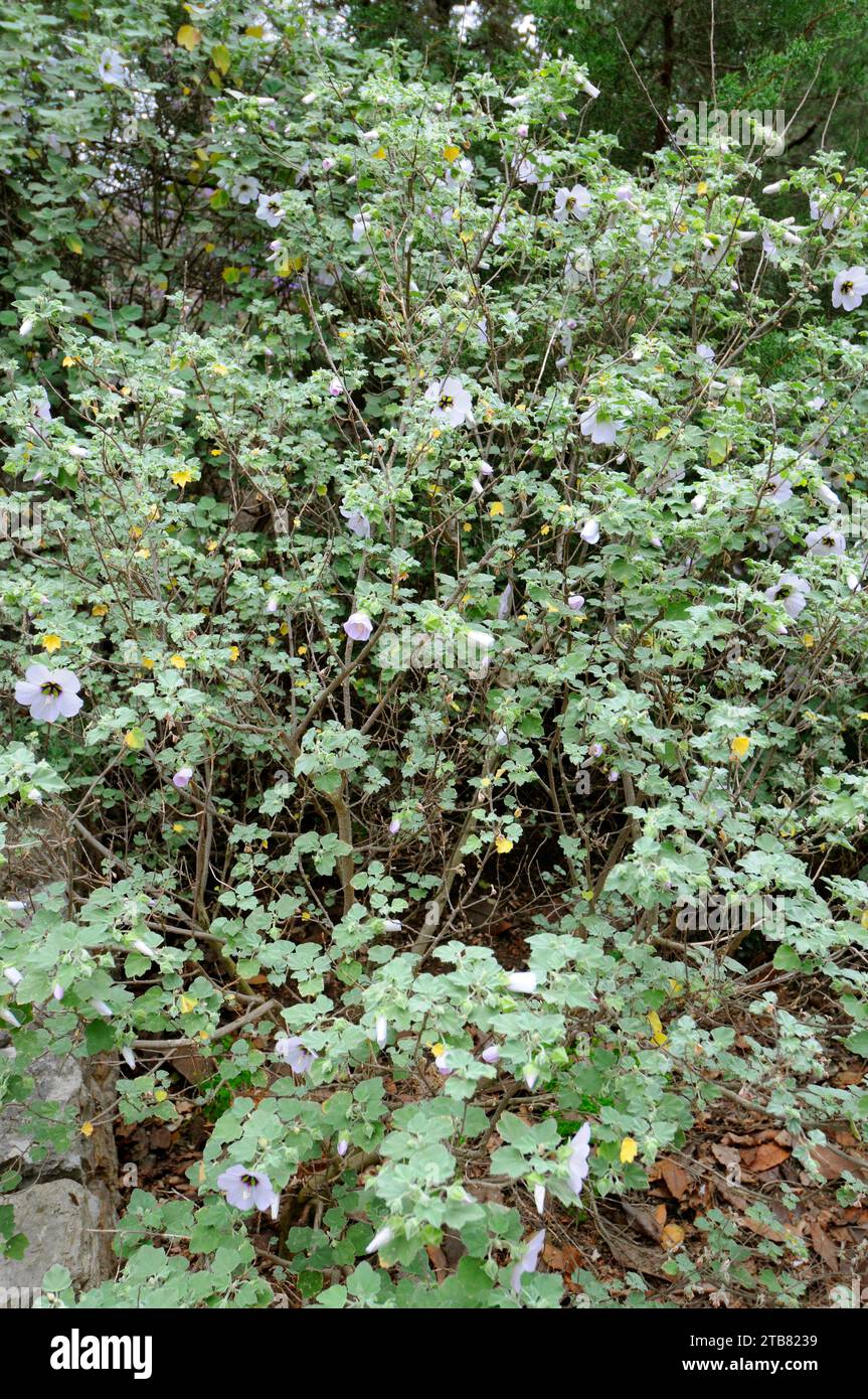 Sea mallow lavatera maritima hi-res stock photography and images - Alamy