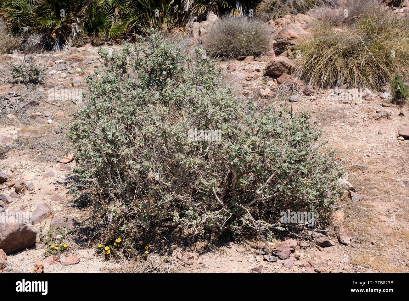 Sea mallow (Lavatera maritima) is a shrub native to coasts of western ...