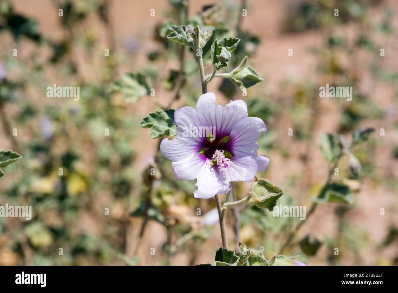 Sea mallow (Lavatera maritima) is a shrub native to coasts of western ...