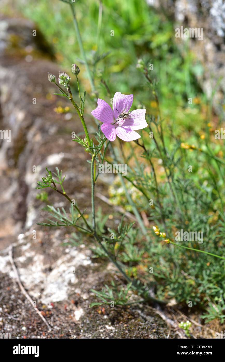 Musk mallow (Malva moschata) is a perennial herb native to central and ...