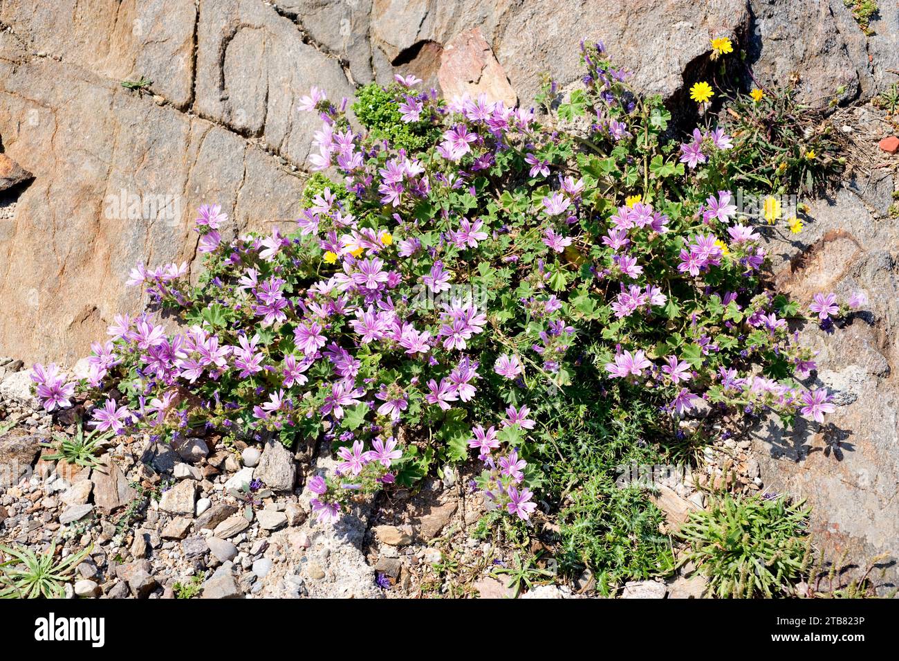 Common mallow (Malva sylvestris) is an annual, biennial or perennial ...