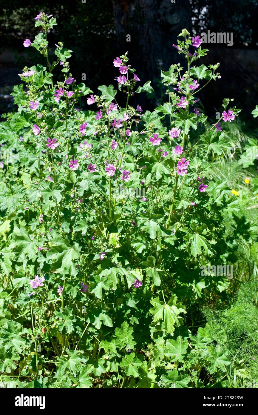 Common mallow (Malva sylvestris) is an annual, biennial or perennial ...