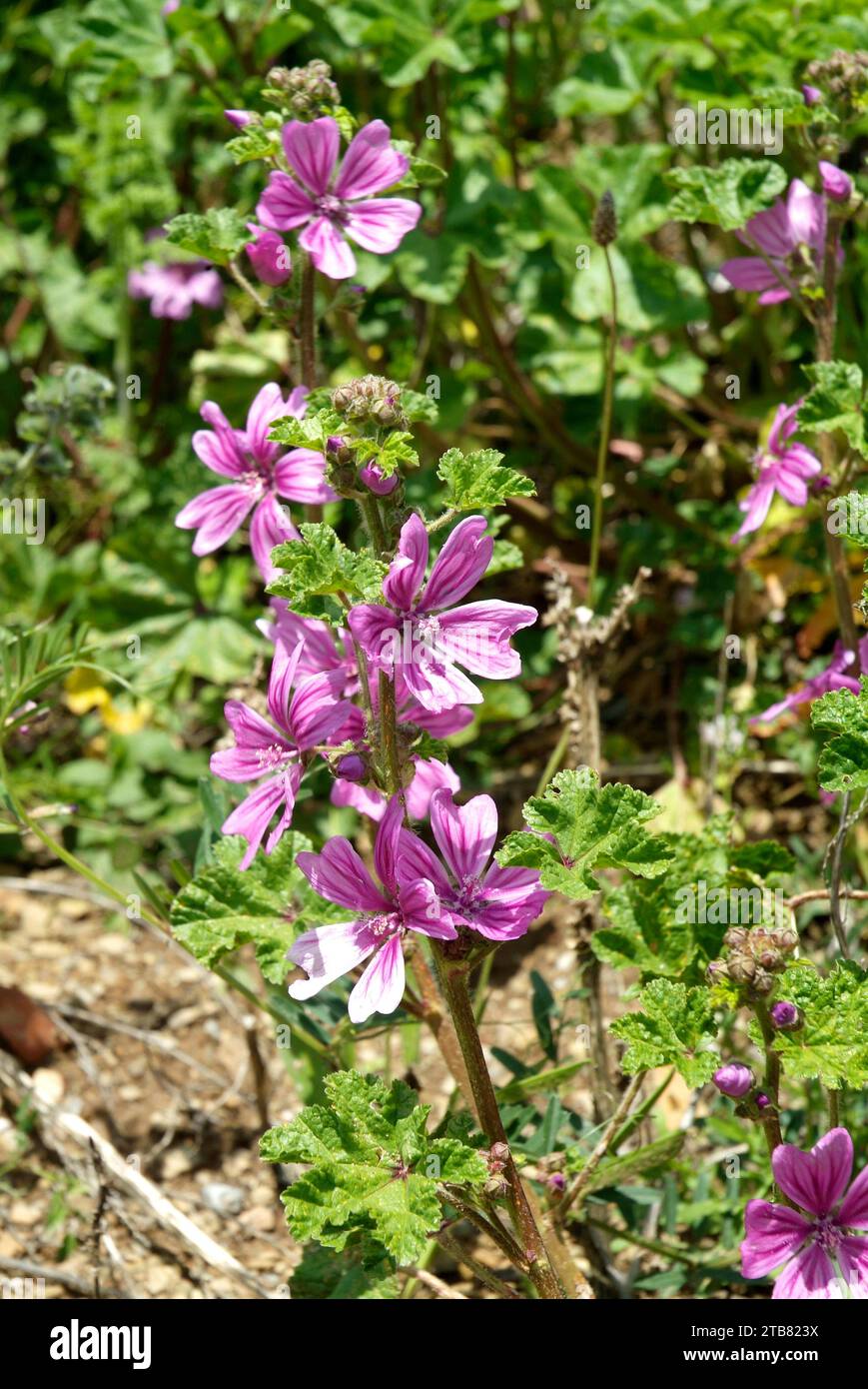 Common mallow (Malva sylvestris) is an annual, biennial or perennial ...