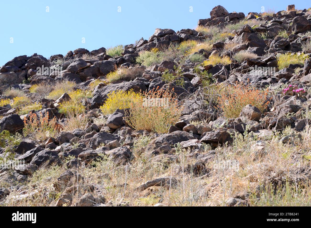 Apricot mallow or desert globemallow (Sphaeralcea ambigua) is a shrub ...