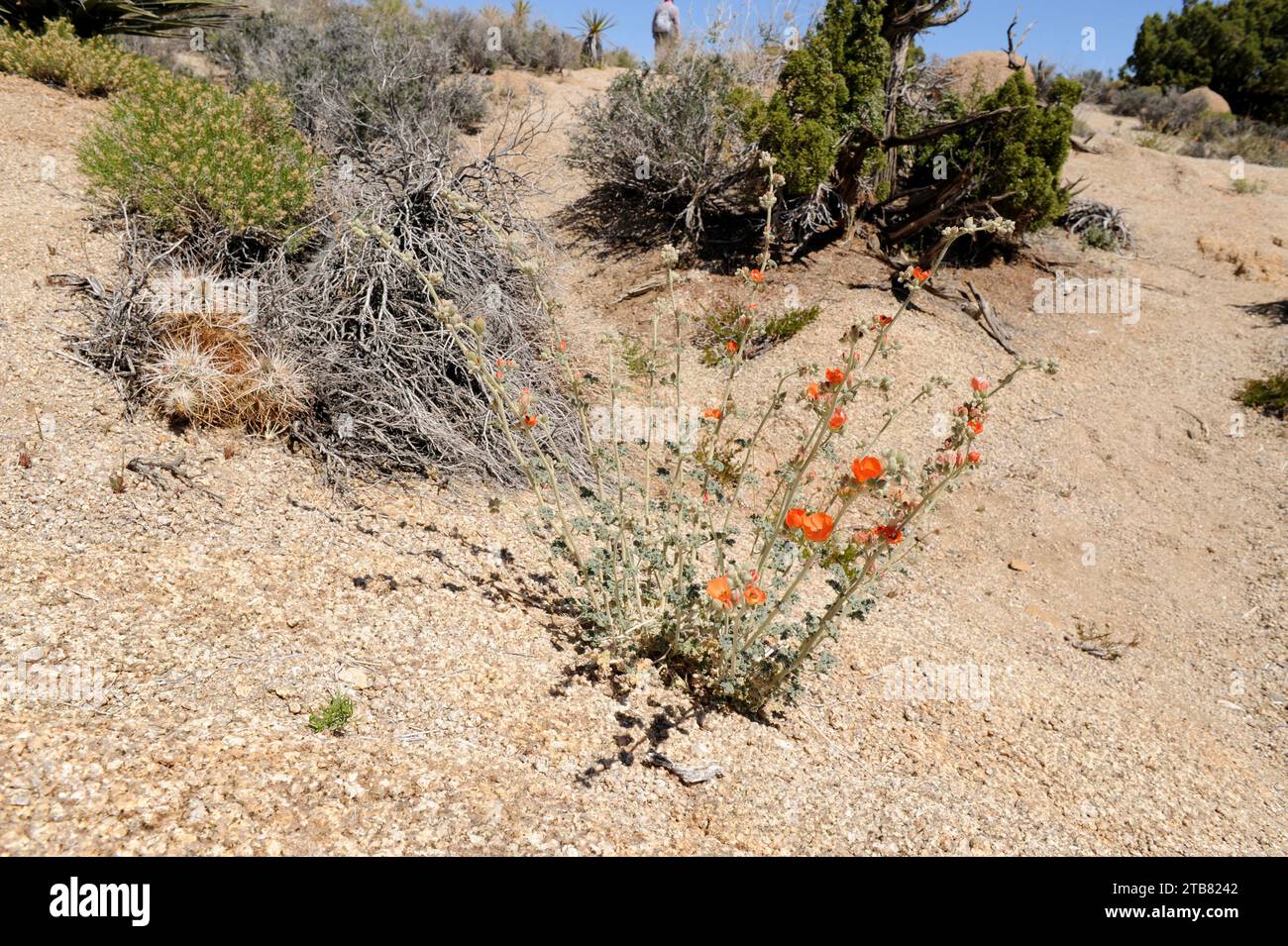 Apricot mallow or desert globemallow (Sphaeralcea ambigua) is a shrub ...