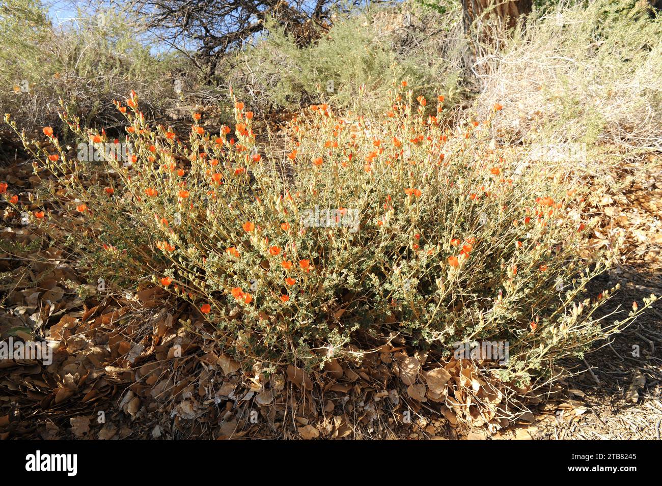 Apricot mallow or desert globemallow (Sphaeralcea ambigua) is a shrub ...