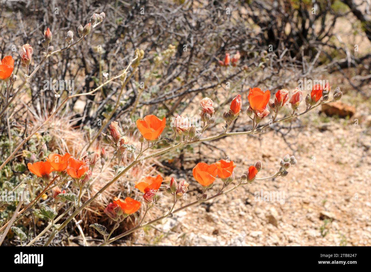 Apricot mallow or desert globemallow (Sphaeralcea ambigua) is a shrub ...