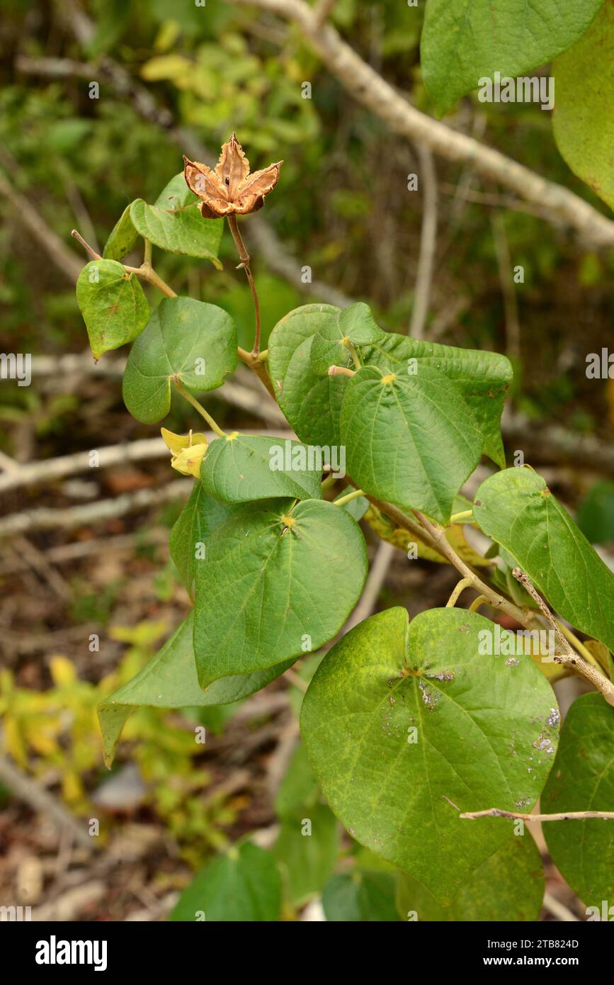 Sea hibiscus or cottonwood hibiscus (Talipariti tiliaceum pernambucense ...