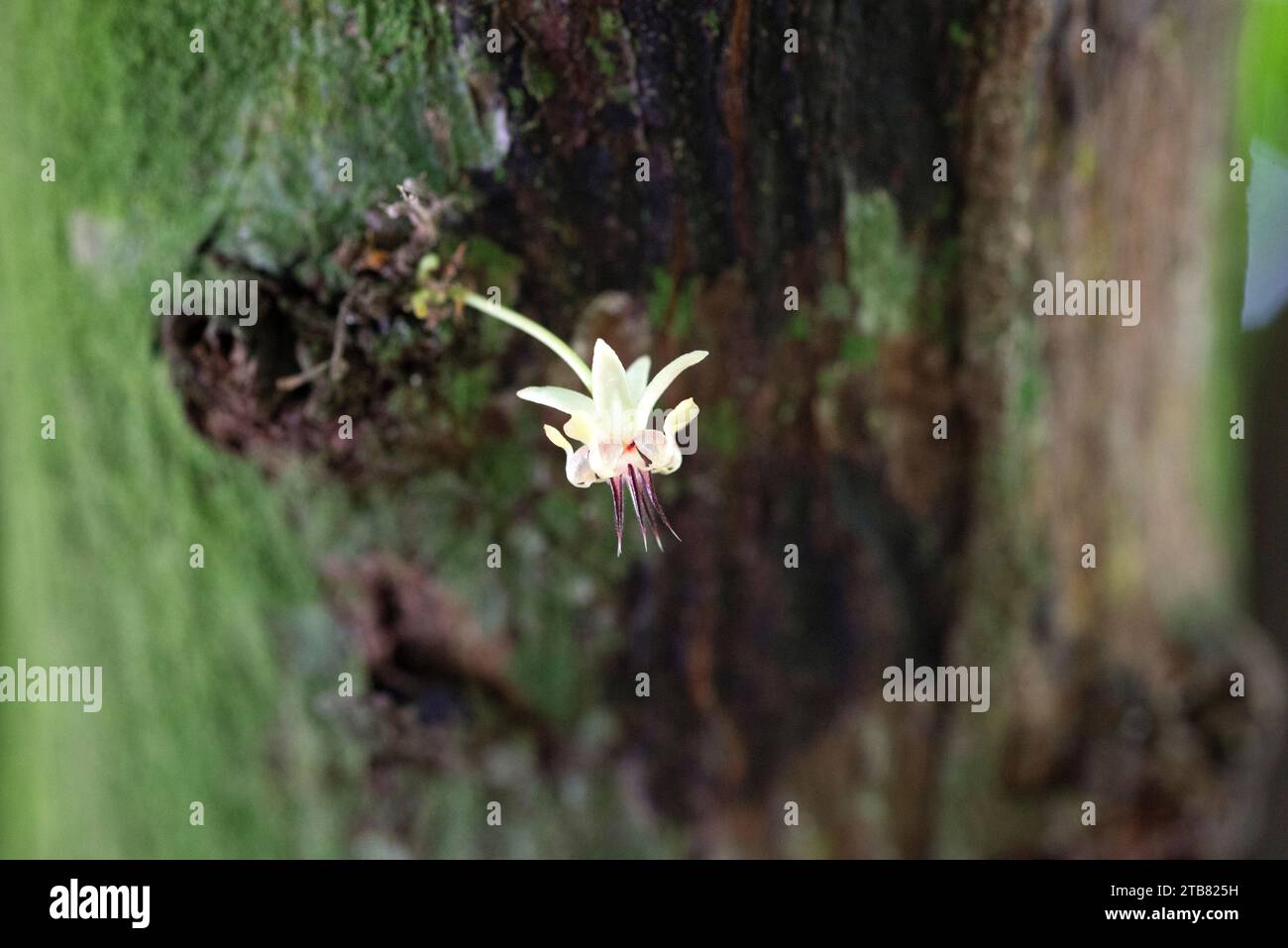Cocoa tree flower hi-res stock photography and images - Alamy