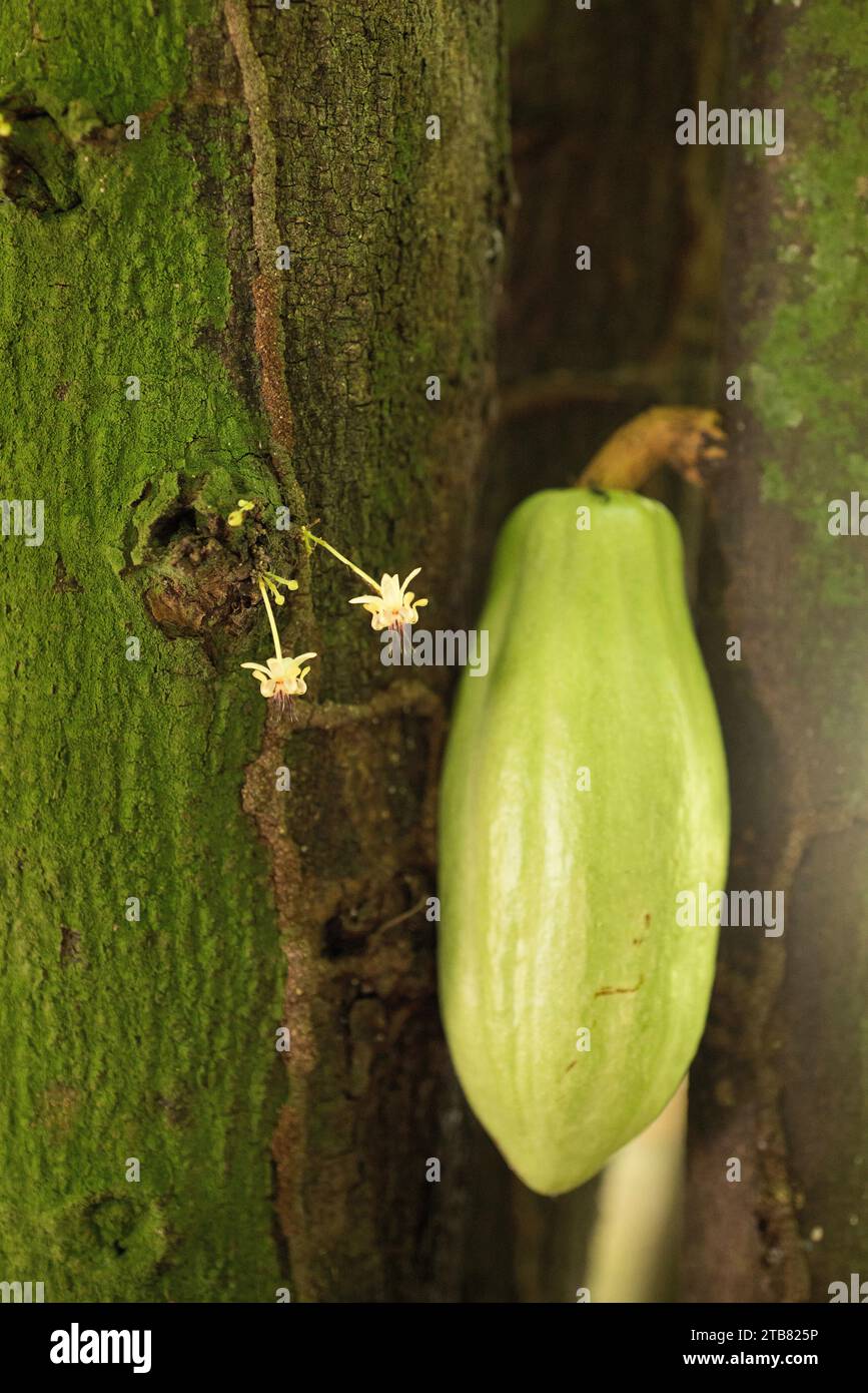 Cacao tree or cocoa tree (Theobroma cacao) is an evergreen tree native ...