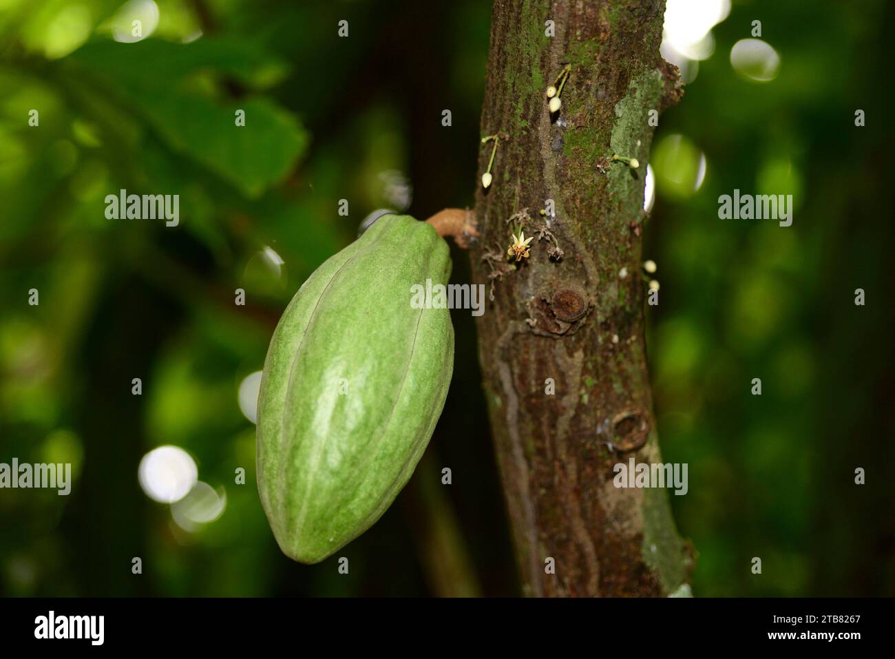 Cocoa tree theobroma cacao flowers hi-res stock photography and images ...