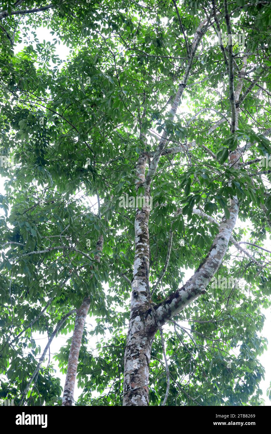 Copoazu or cacao blanco (Theobroma grandiflorum) is a tree native to ...