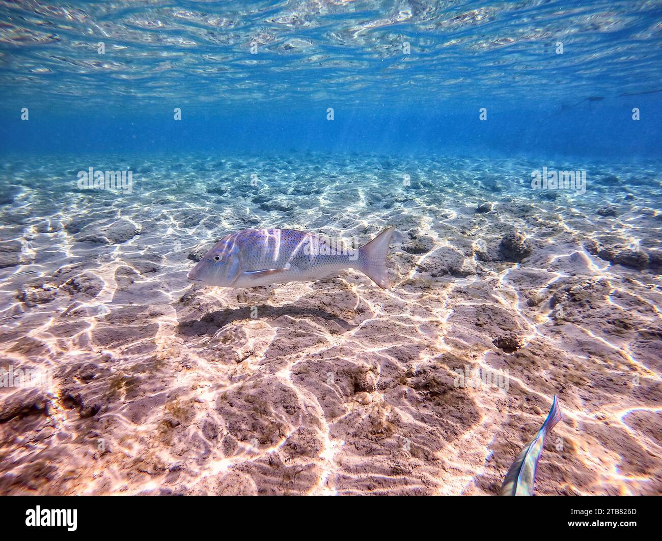 Tropical Spangled Emperor fish known as Lethrinus Nebulosus underwater ...