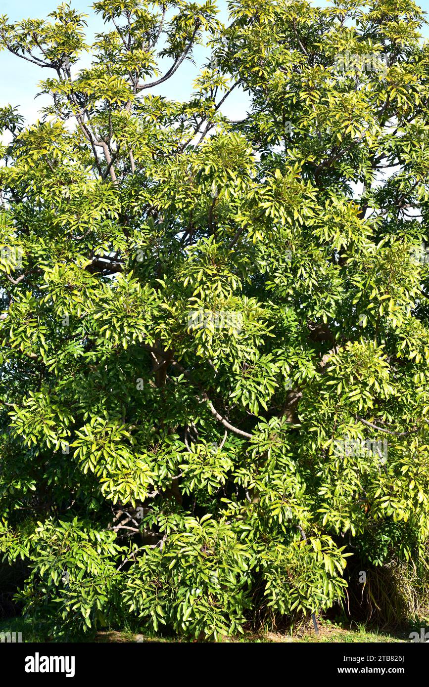 Evergreen ash tree hi-res stock photography and images - Alamy