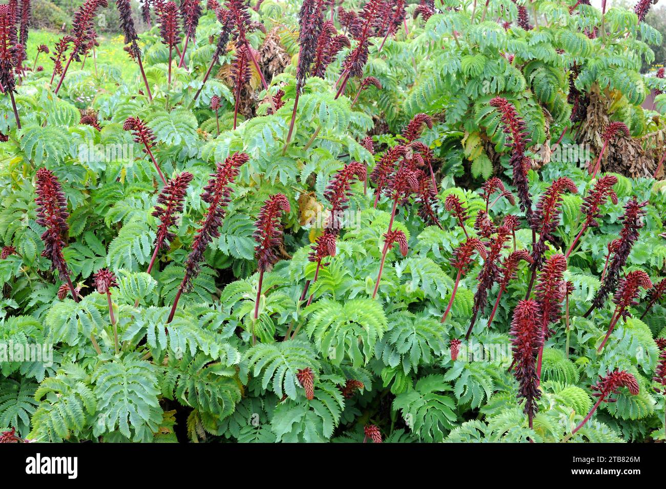 Giant honey flower (Melianthus major) is an evergreen shrub endemic to ...