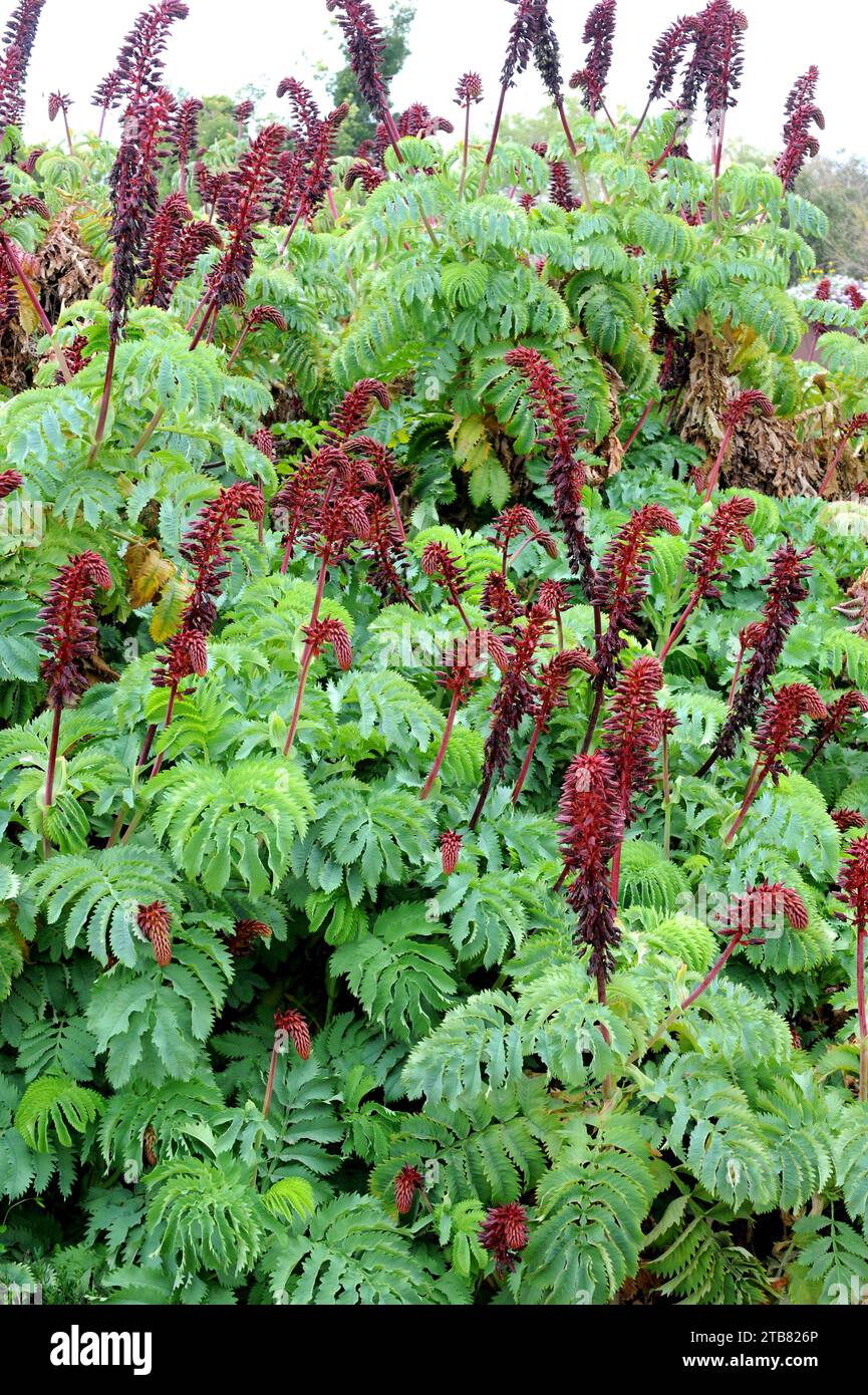 Melianthus major leaves hi-res stock photography and images - Alamy