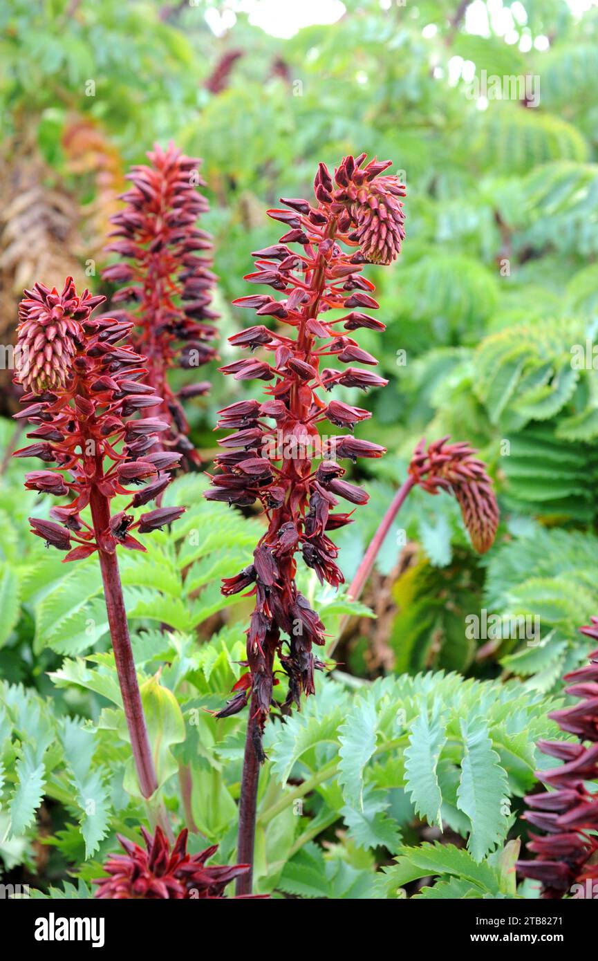 Giant honey flower (Melianthus major) is an evergreen shrub endemic to ...
