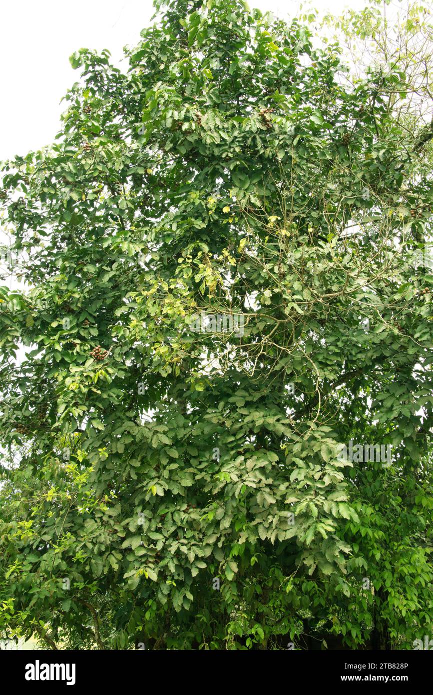 Campomanesia guazumifolia hi-res stock photography and images - Alamy