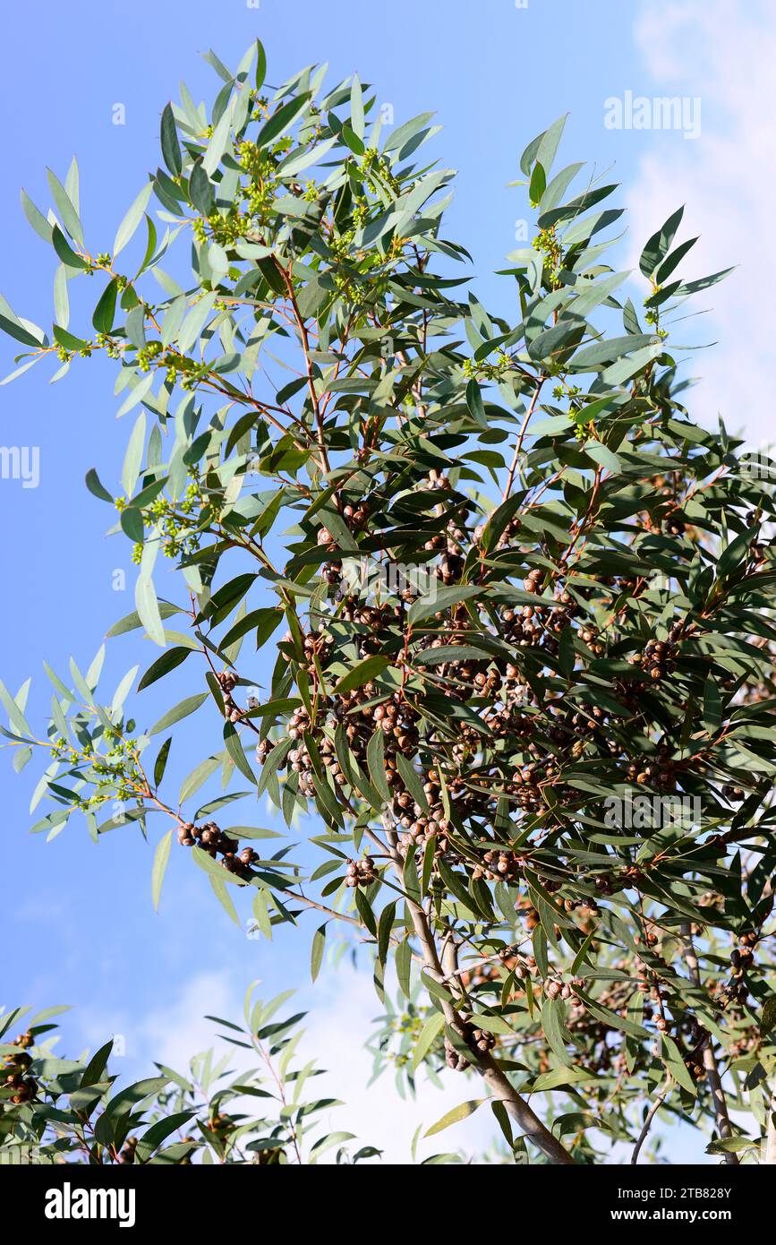 Soap mallee (Eucalyptus diversifolia) is a tree native to south ...
