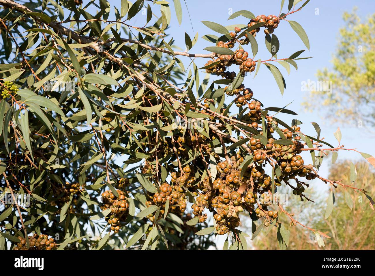 Soap mallee (Eucalyptus diversifolia) is a tree native to south ...