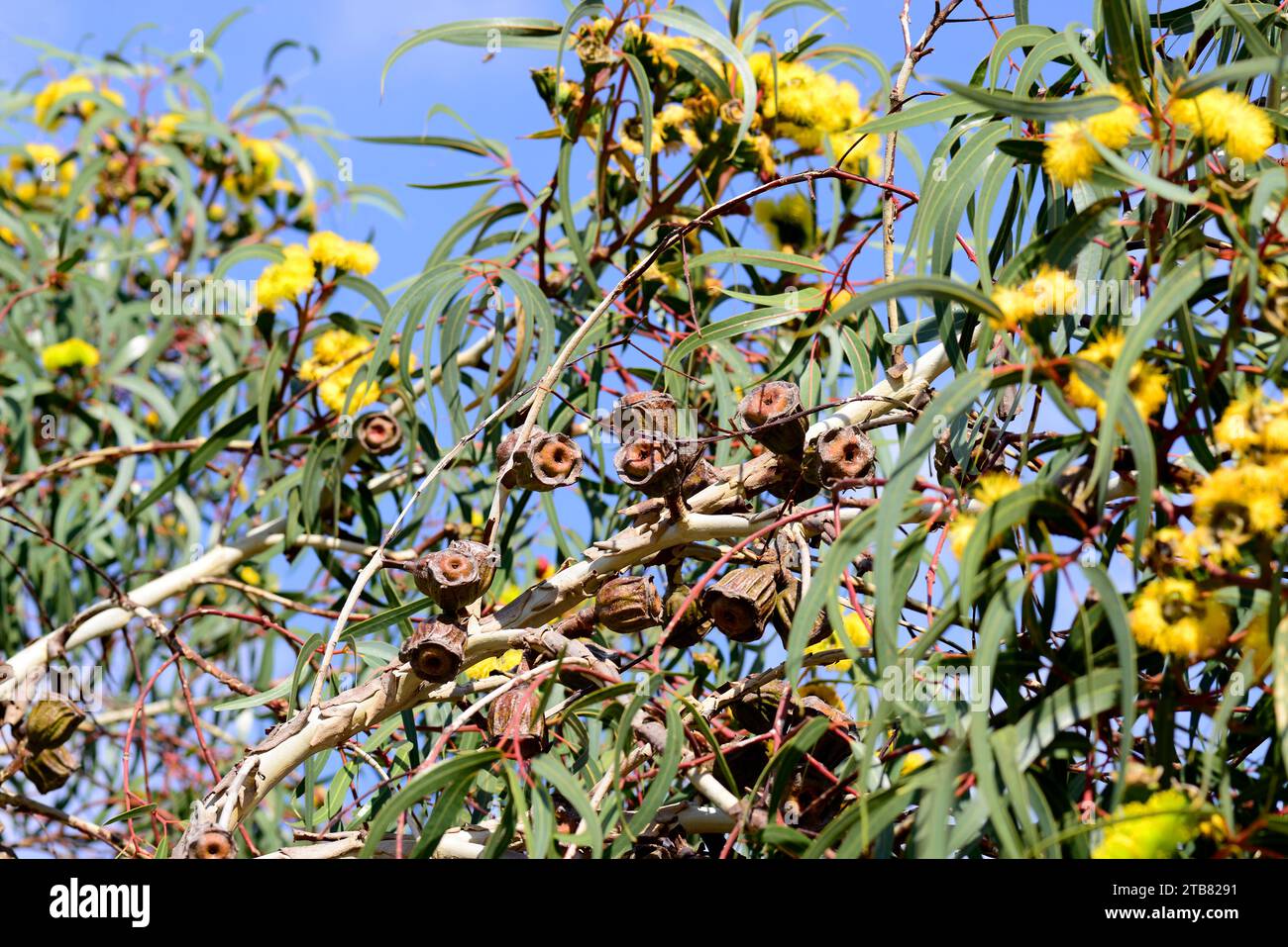 Red-capped gum (Eucalyptus erythrocoris) is a small tree endemic to ...