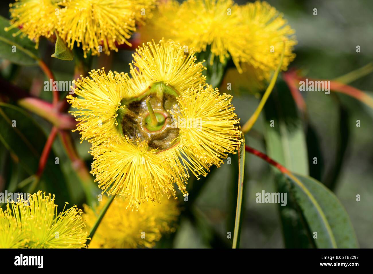 Red-capped gum (Eucalyptus erythrocoris) is a small tree endemic to ...