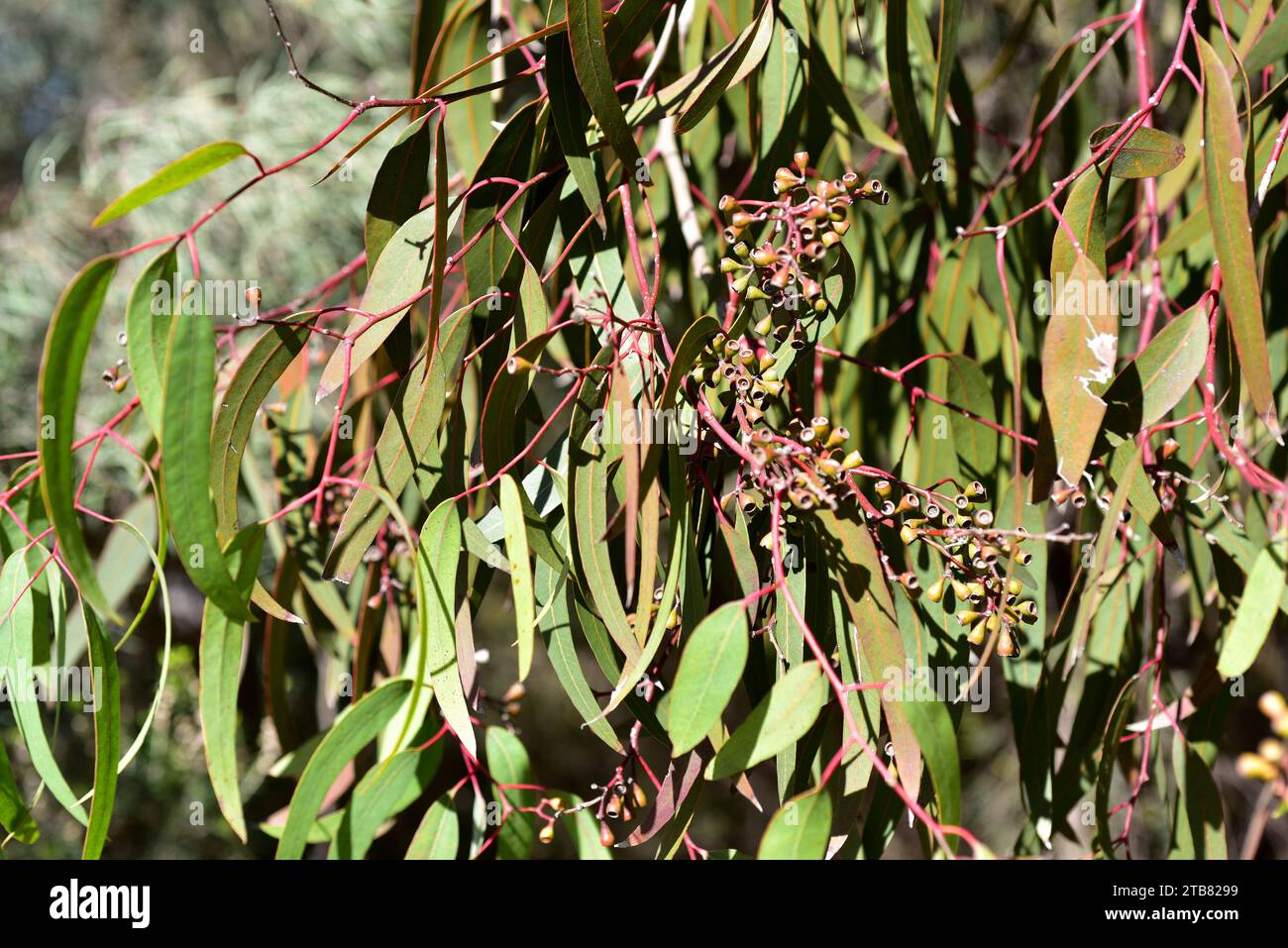Pink gum (Eucalyptus fasciculosa) is a tree endemic to southeastern ...