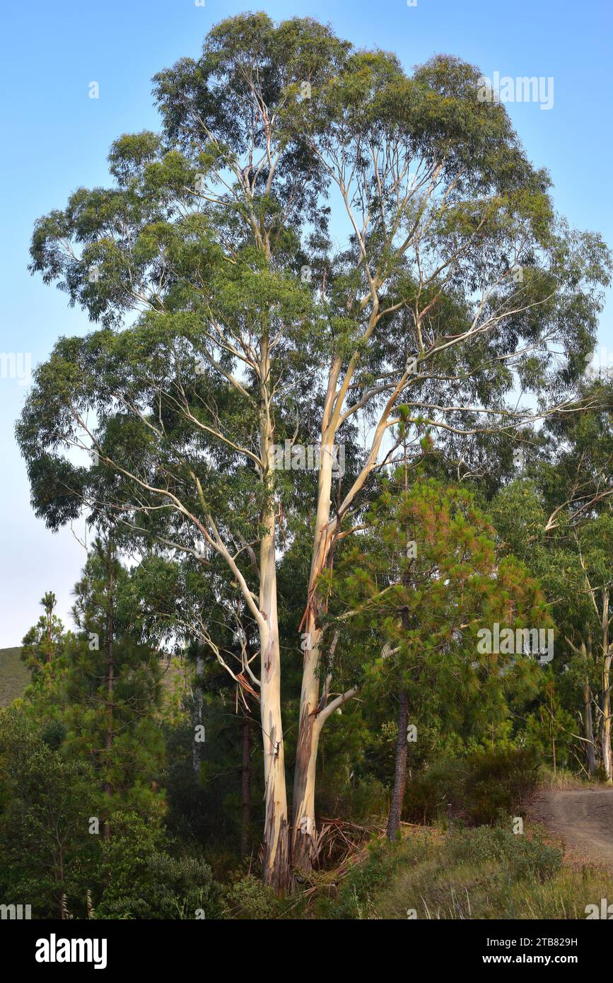 Blue gum (Eucalyptus globulus) is a tree native to Australia but widely ...