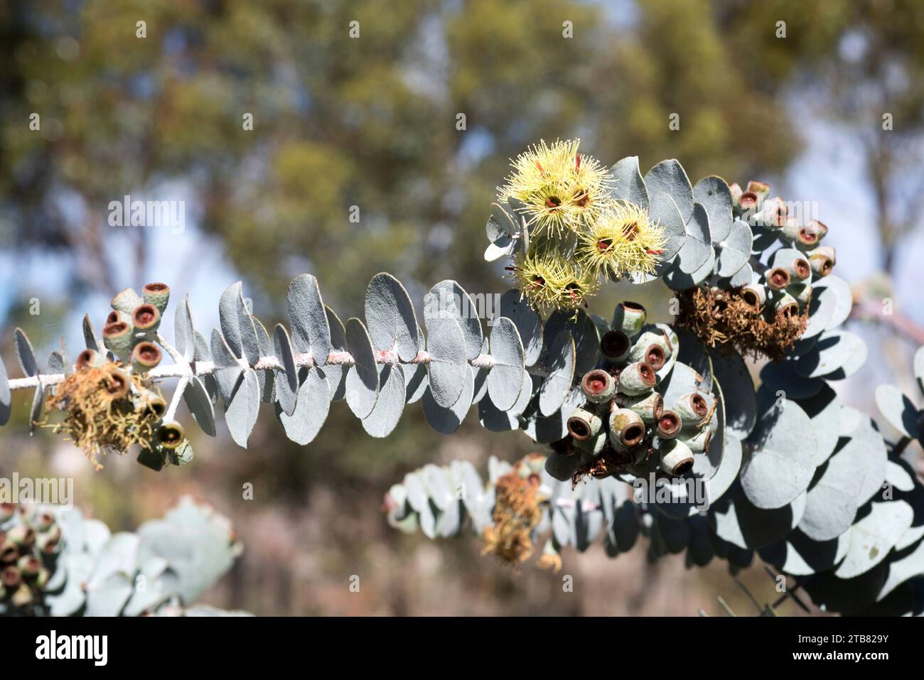 Book-leaf mallee (Eucalyptus kruseana) is a shrub endemic to ...