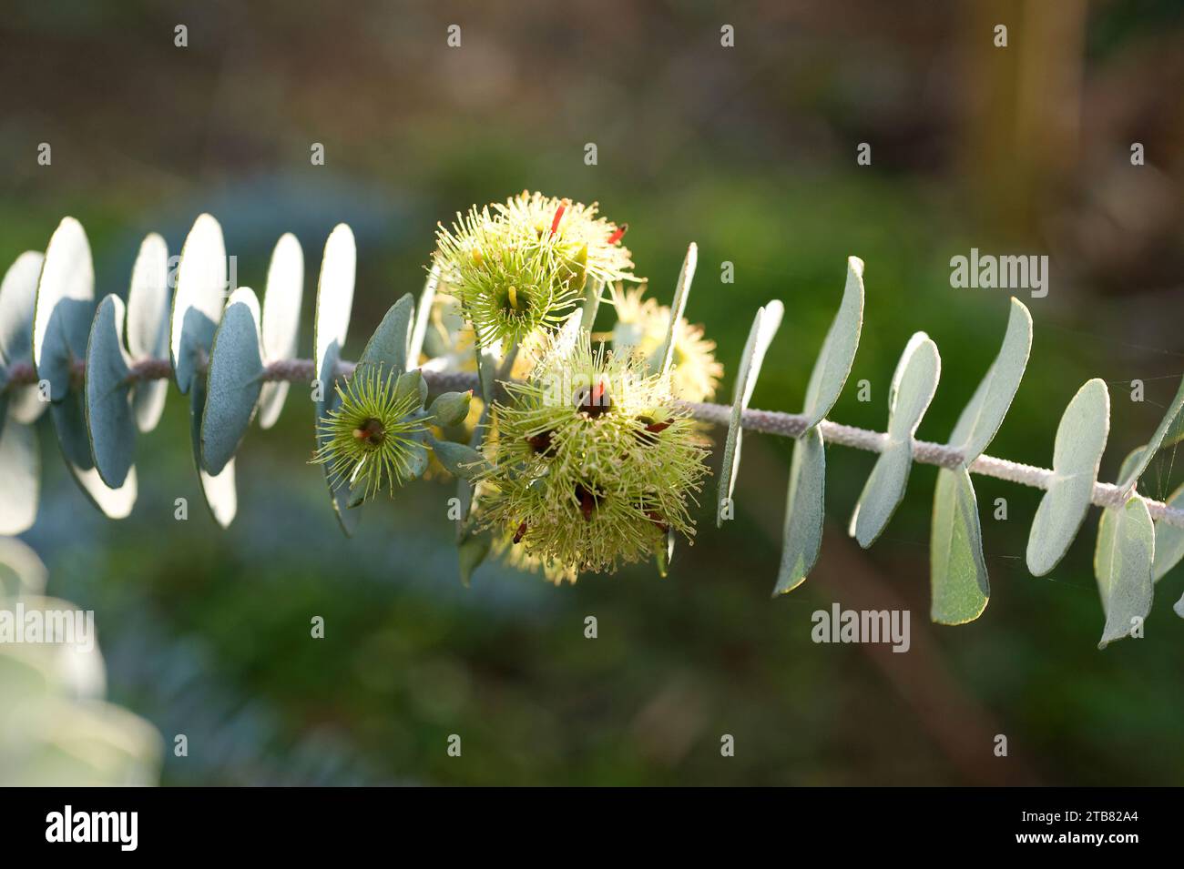 Book-leaf mallee (Eucalyptus kruseana) is a shrub endemic to ...