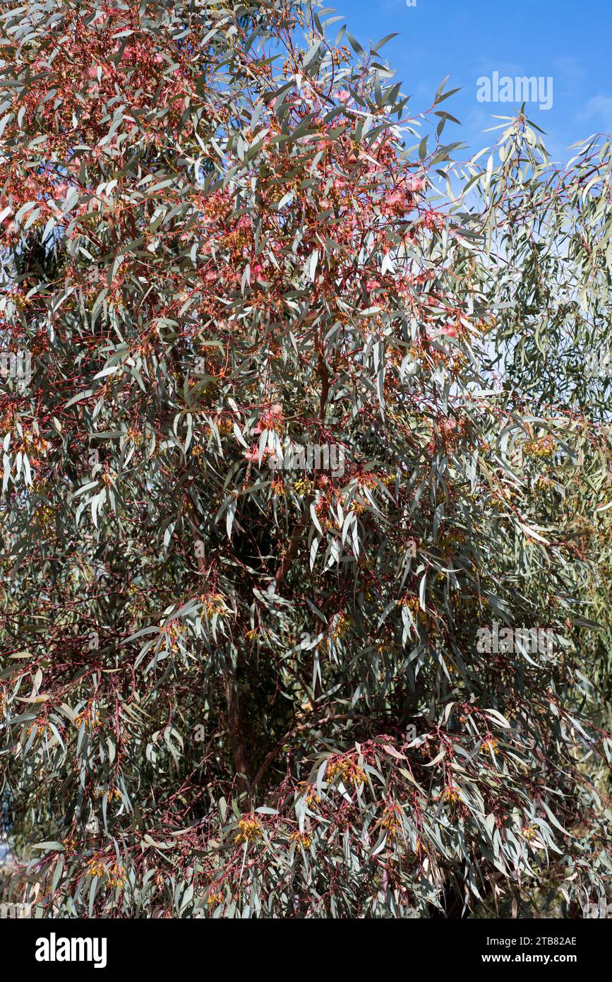 Coral gum or Coolgardie gum (Eucalyptus torquata) is a small tree ...