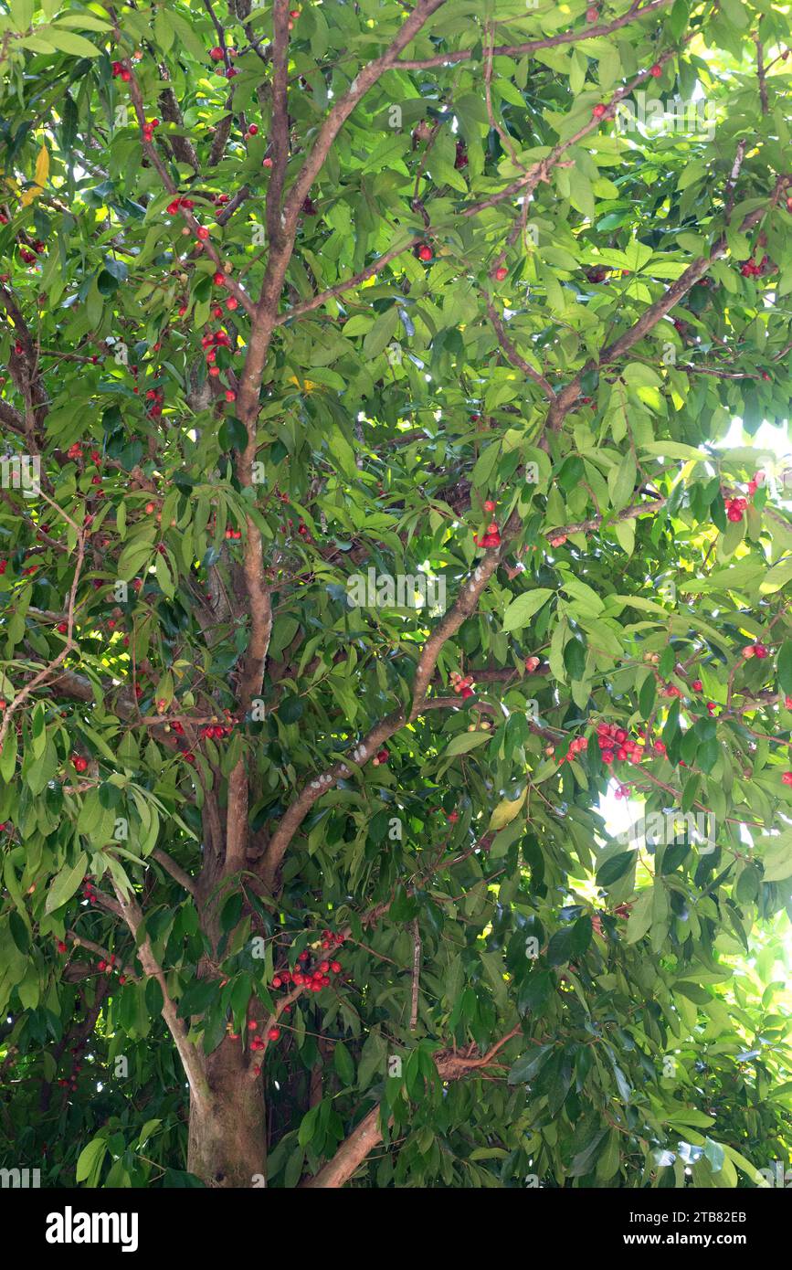 Malay rose apple (Syzygium malaccense or Eugenia malaccensis) is a ...